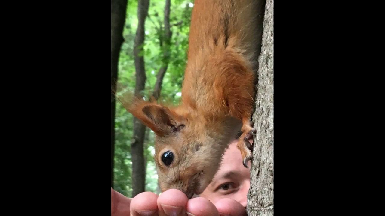 Белка ест с рук. / Squirrel eats with hands.