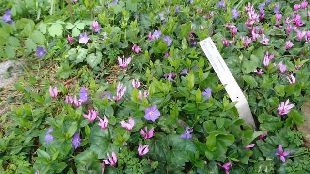 Ботанический сад Орхус 30 апреля 2023, Дания