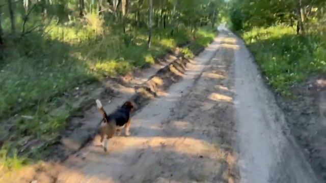 Самарская сибирь. Дог треккинг с биглем Hugo. Лесные приключения в Новом Буяне.