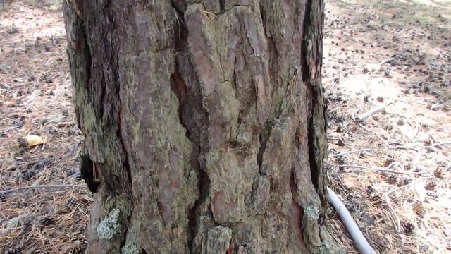 Забытые способы ориентирования. По водорослям