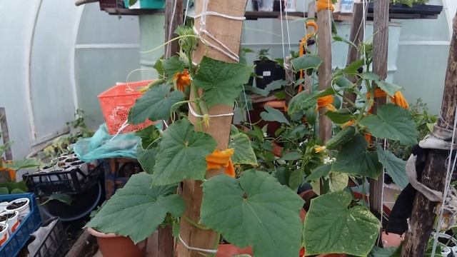 Ранние огурцы выращиваю в ведрах..