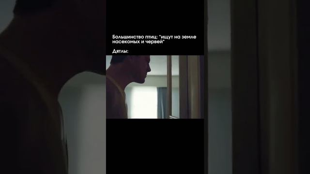 Дятлы #shorts