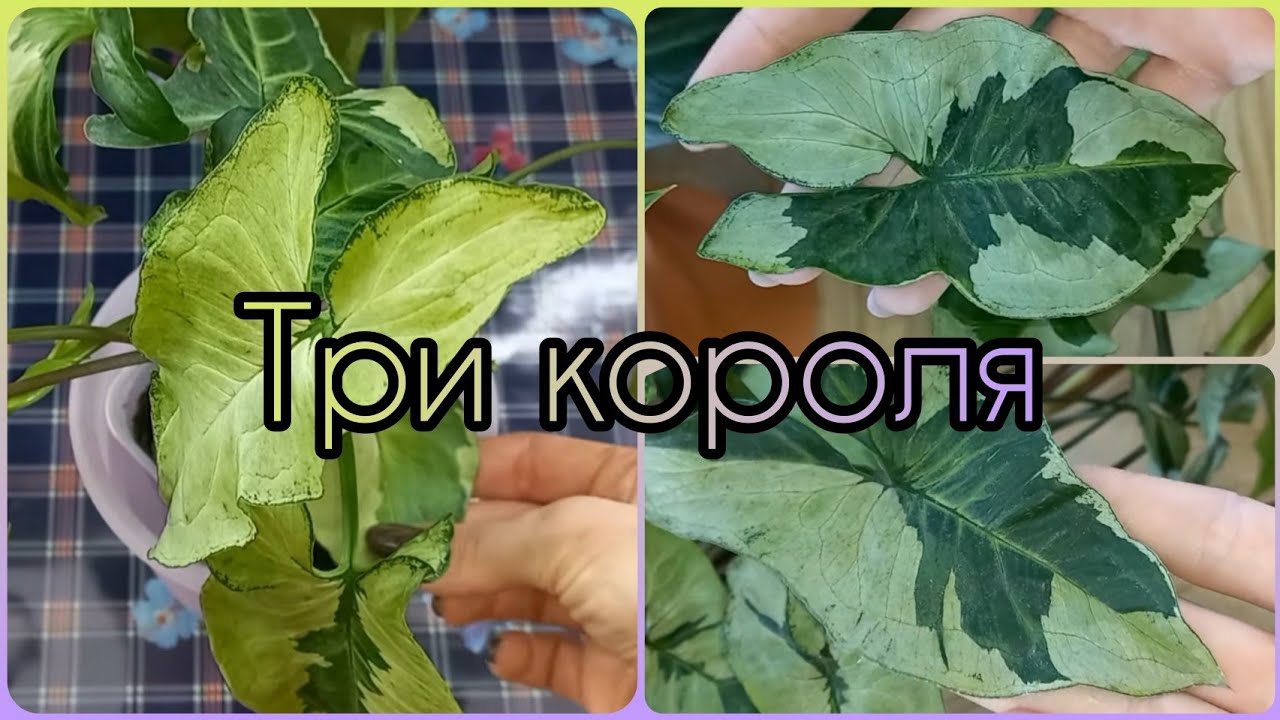 Три короля?Формирование СИНГОНИУМА?Размножение?Укоренение?Посадка?Состав грунта?Полив?