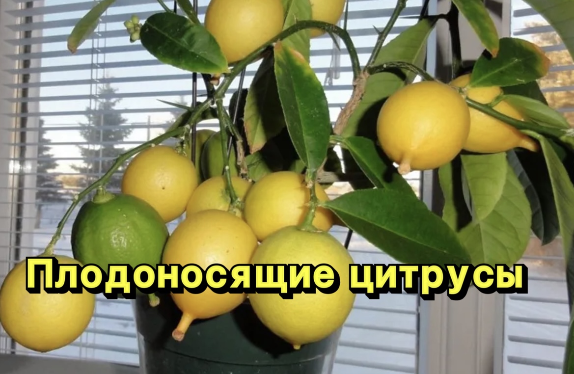 ВАЖНО ЗНАТЬ ☝? Плодоносящие цитрусы ?
