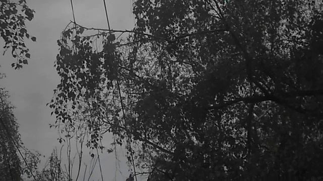 Белка прыгает по сучьям 64684864. DSCN5382