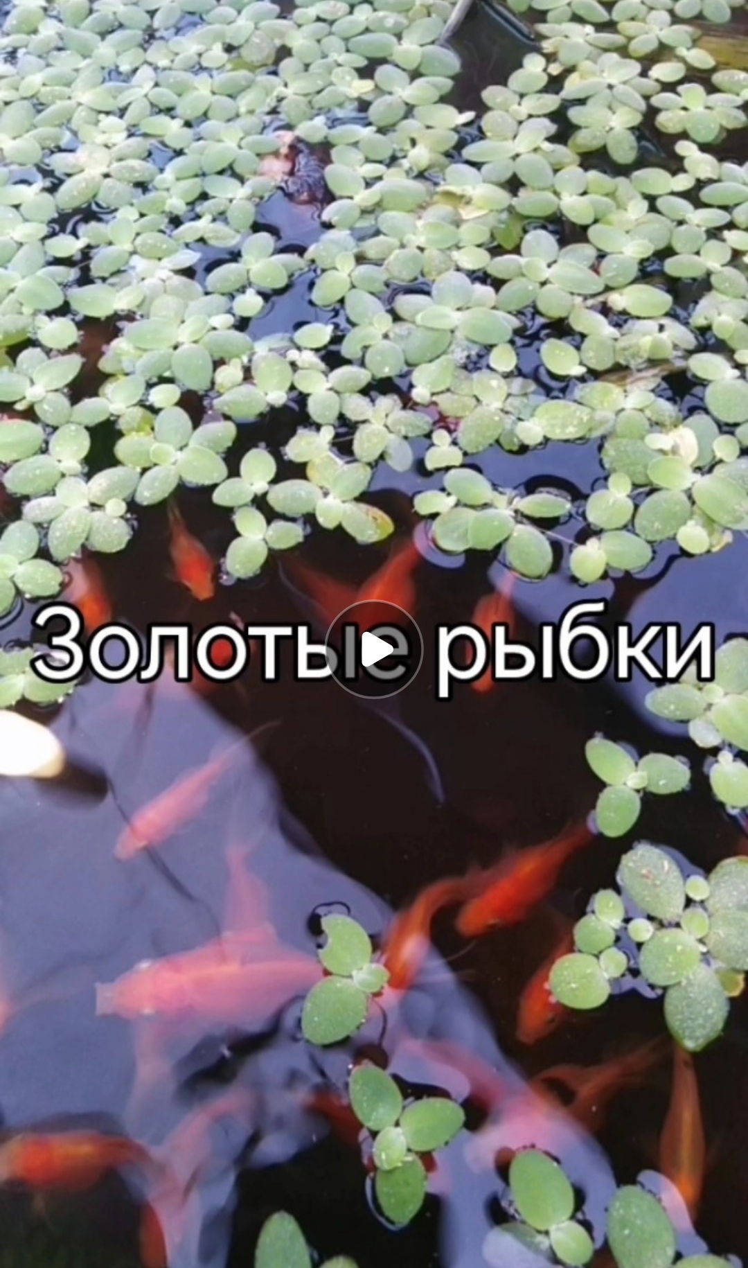 Золотые Рыбки