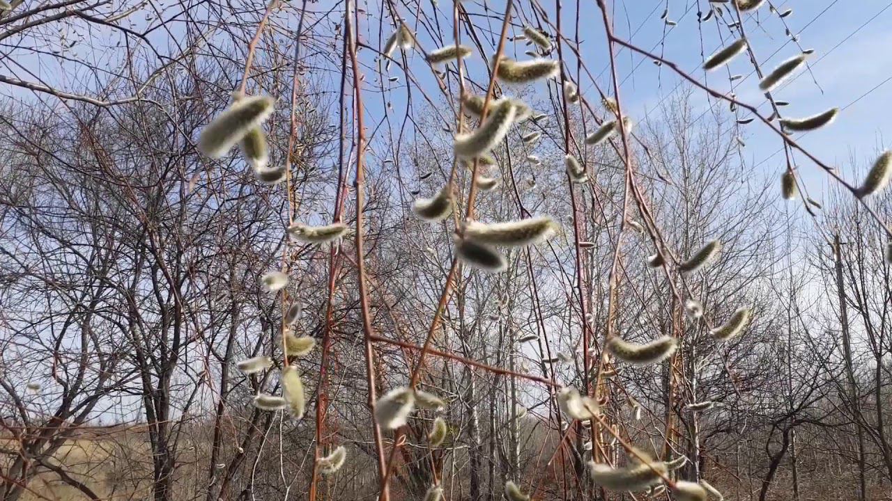 Просто апрель. Самоизоляция на природе.