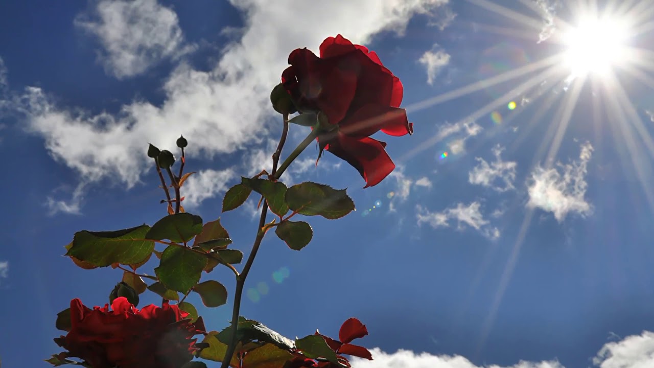 О потерянной любви  не жалей. Автор Олег Ольнев.  Стихи.