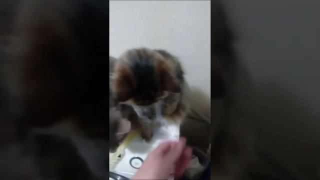 10 марта 2019г. Кошки просят  еду. Маленькая Милашка. Дай лапу пушистый друг.