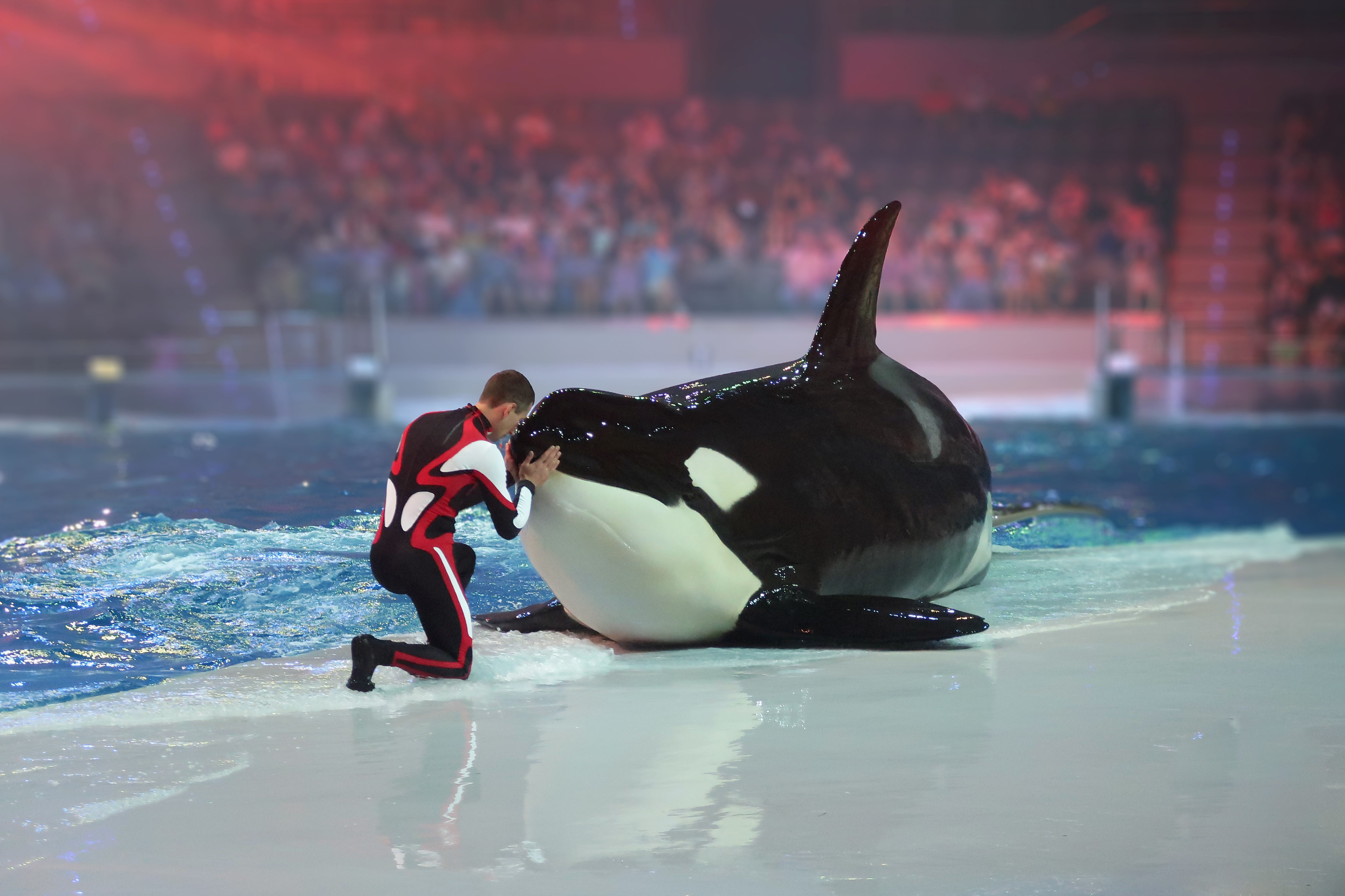 Шоу с косатками «Кругосветное Путешествие» в Москвариуме на ВДНХ - 20.04.2019