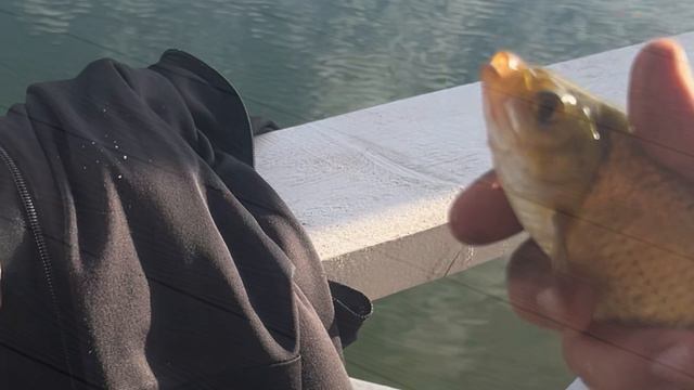 Сумасшедшая рыбалка на таранку в Ростовской области. Мелехов. Карьер долгий. Каменск-Шахтинский.