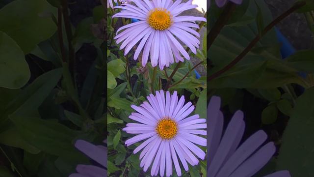 Голубая ромашка.mp4