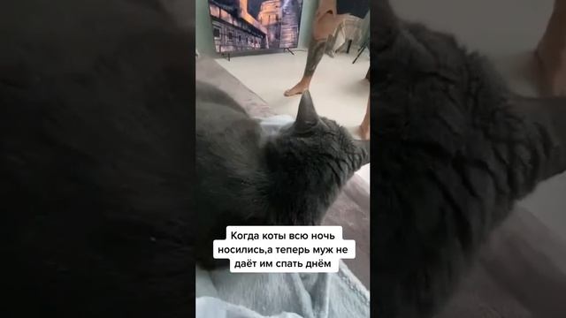 Развлекает котов.MP4