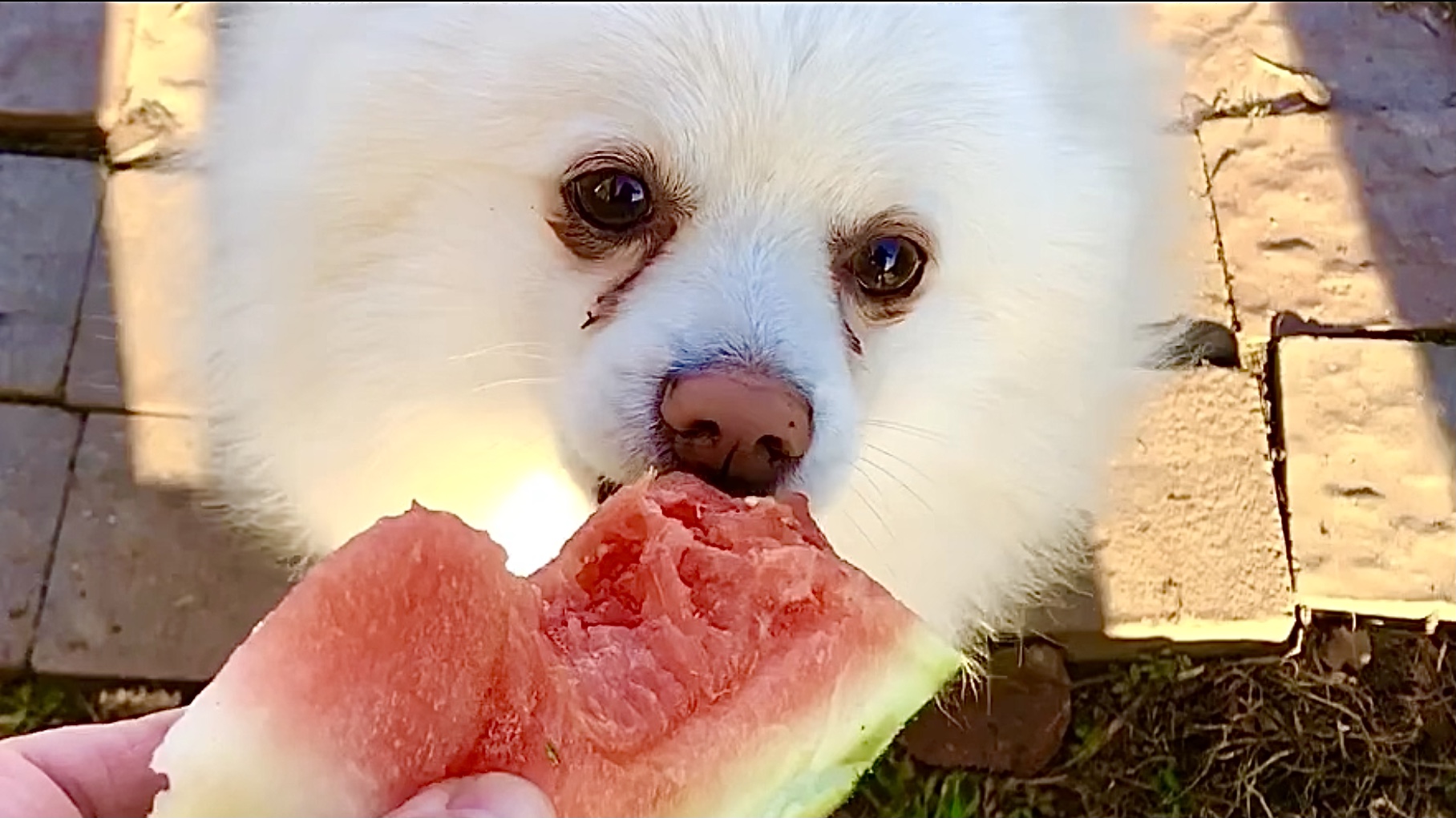 Невероятно, но факт! Самая любимая вкусняшка для собак!