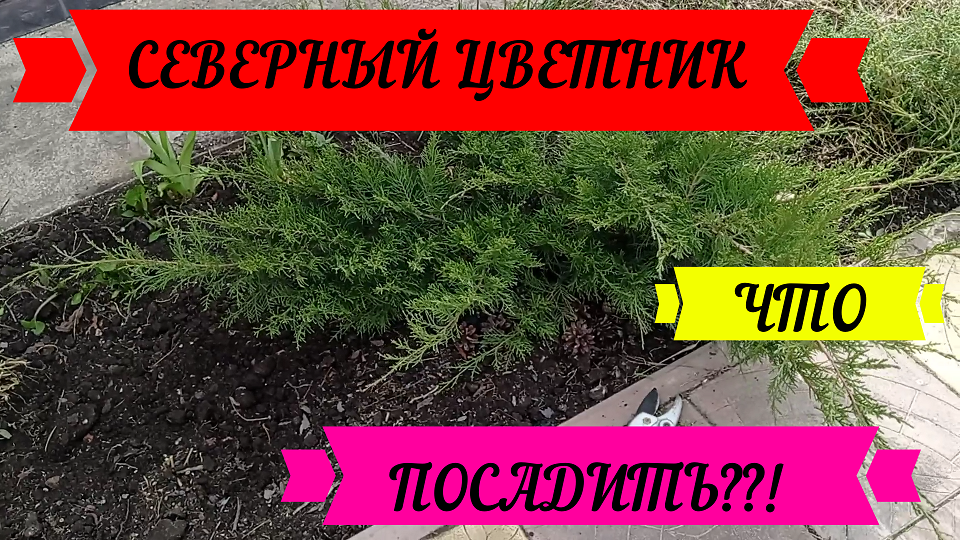 СЕВЕРНЫЙ ЦВЕТНИК!ЧТО ПОСАДИТЬ??#цветник#растенияцветника#цветниксвоимируками#клумбыицветники#чтопоса