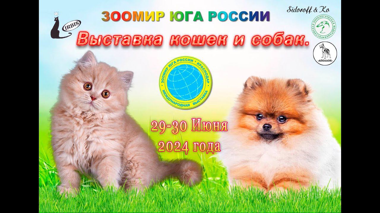 Ролик Краснодар зоомир1