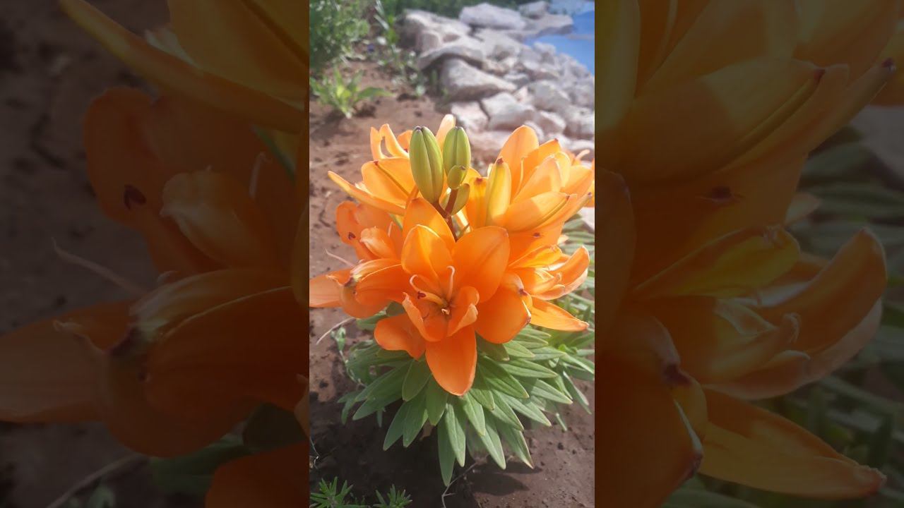 Лилии под охраной!