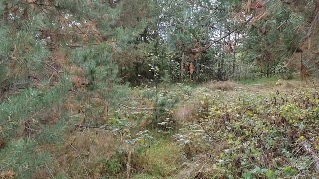 Пасека с ноля.mp4