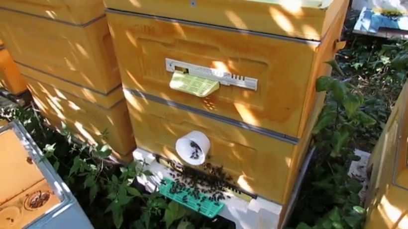 лучший вариант 12 рамочного улья на моей пасеке, обзор улья и методика работы на мед в этом улье