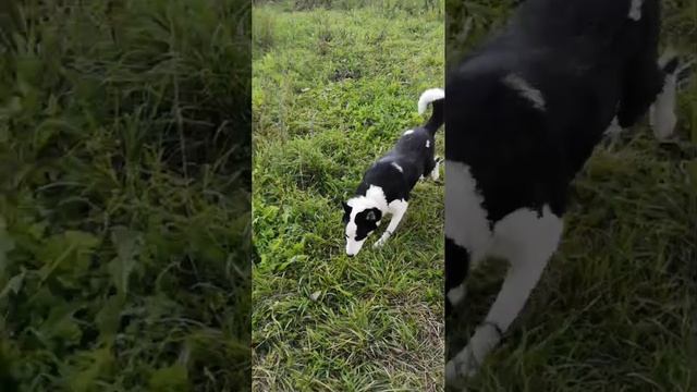 Наша Манечка #Маня_шарик??