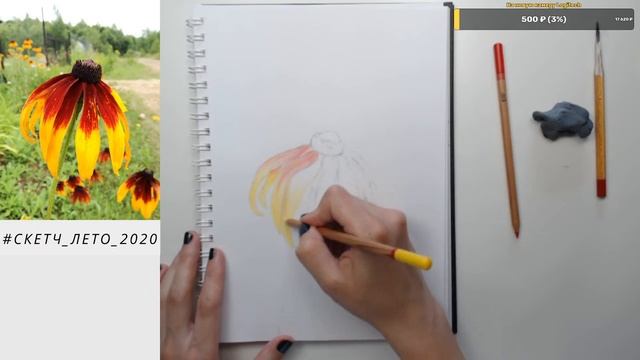 8. Рисуем вместе РУДБЕКИЮ. Скетч-лето-2020
