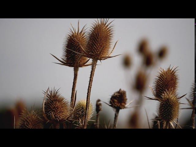 Приморка. Возлобки.