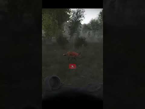 Лиса в СТАЛКЕРЕ?