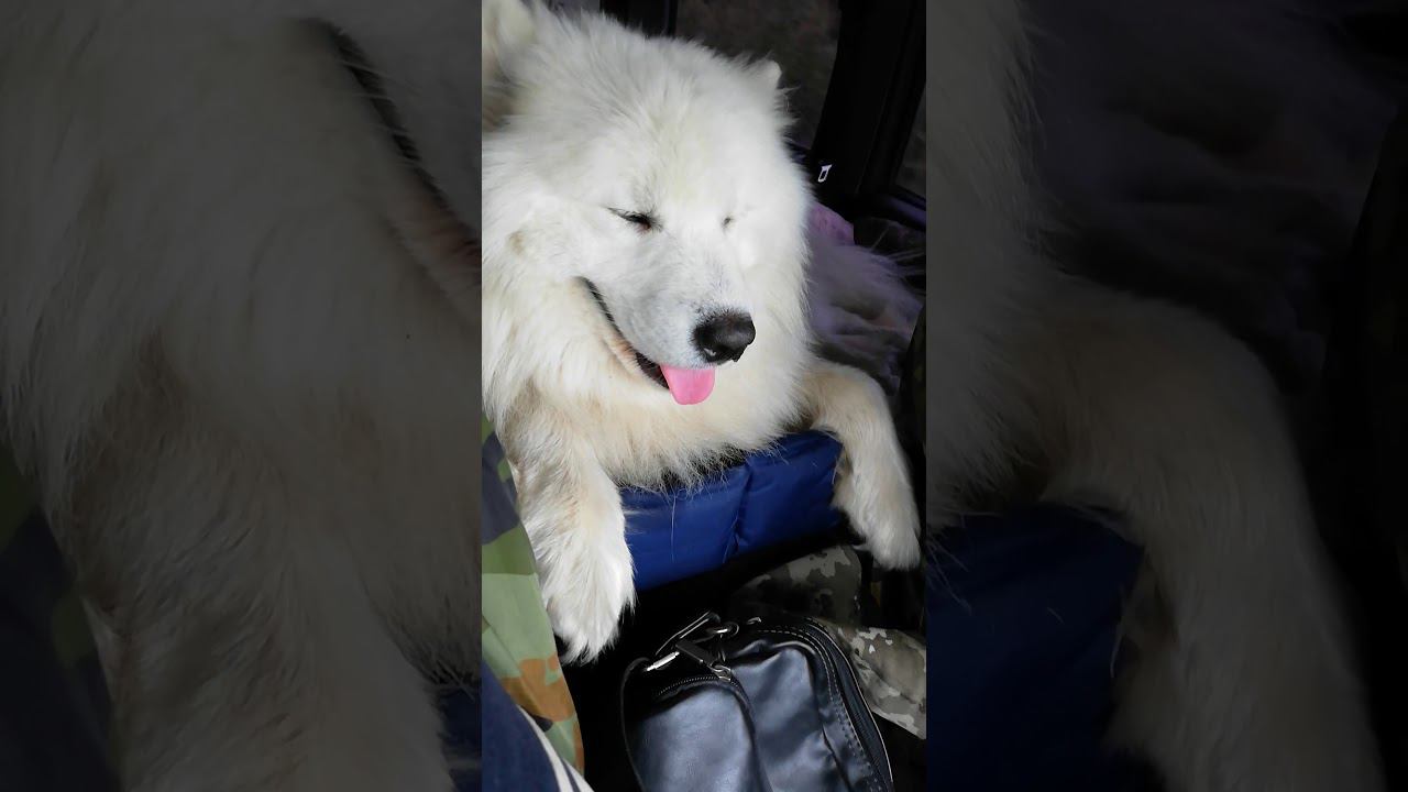 Красавчик Фин
