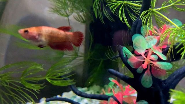 Красивая самка бойцовой рыбки