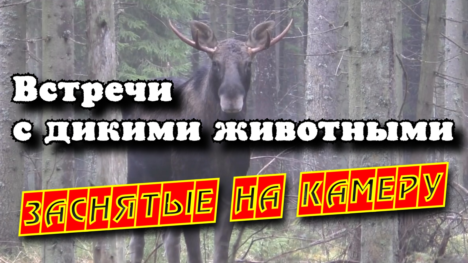 Мои встречи с дикими животными, снятые на камеру