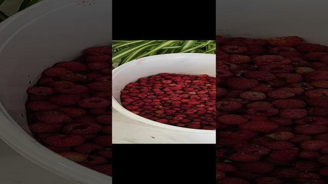 Сколько мы набрали ягод и малины