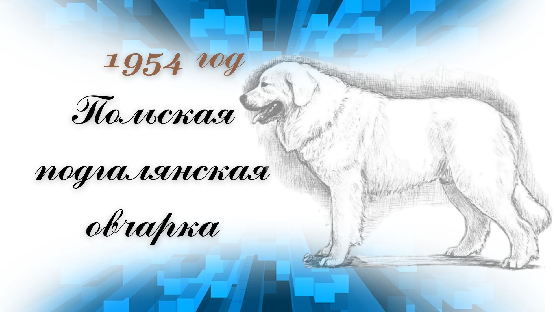 1954 Польская подгалянская овчарка (татранская)