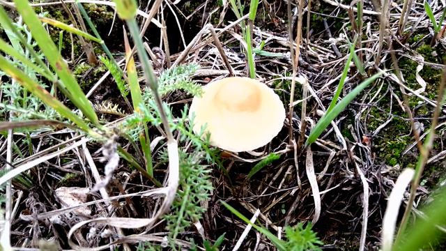 Свинушка,опёнок,говорушка