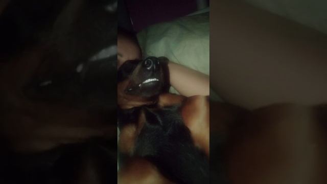 Самое трогательное видео. Сделано специально для моей собаки #благодарность #цвергпинчер #собака.mp4