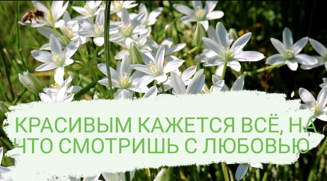 КРАСИВЫМ КАЖЕТСЯ ВСЁ, НА ЧТО СМОТРИШЬ С ЛЮБОВЬЮ ?