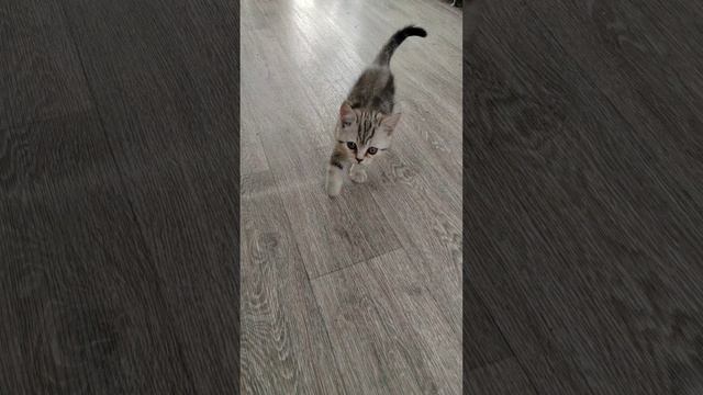 Голодный котэ