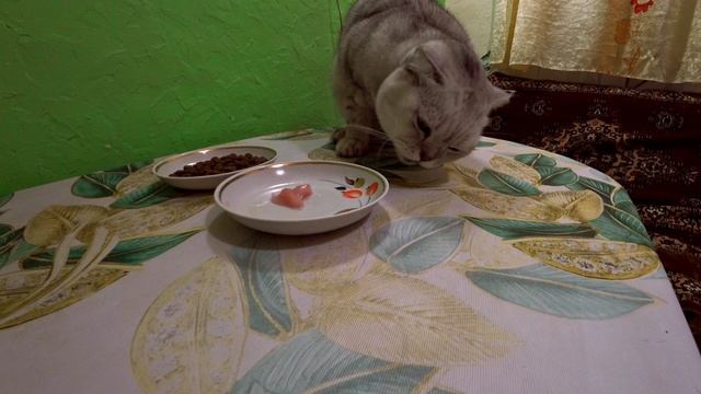 Он залез на стол и требует филе! #кот