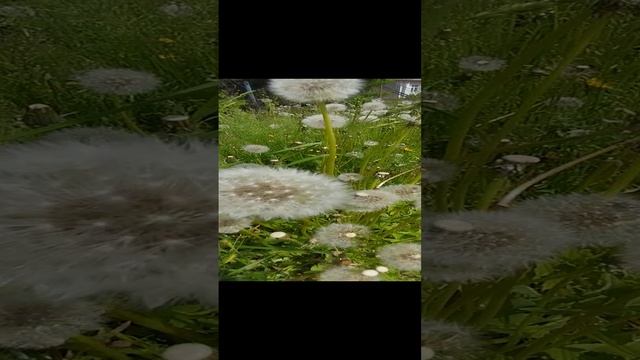 Цветочки в Дивеево 20230525_114525.mp4