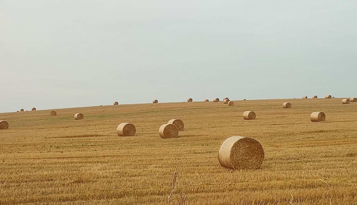 Грибы в августе. #грибы2022