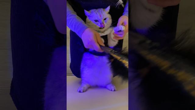 26-03-2024 котёнок танцы ❤️