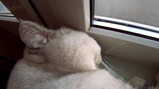 Вилька уснул после завтрака и спал до обеда. #кот