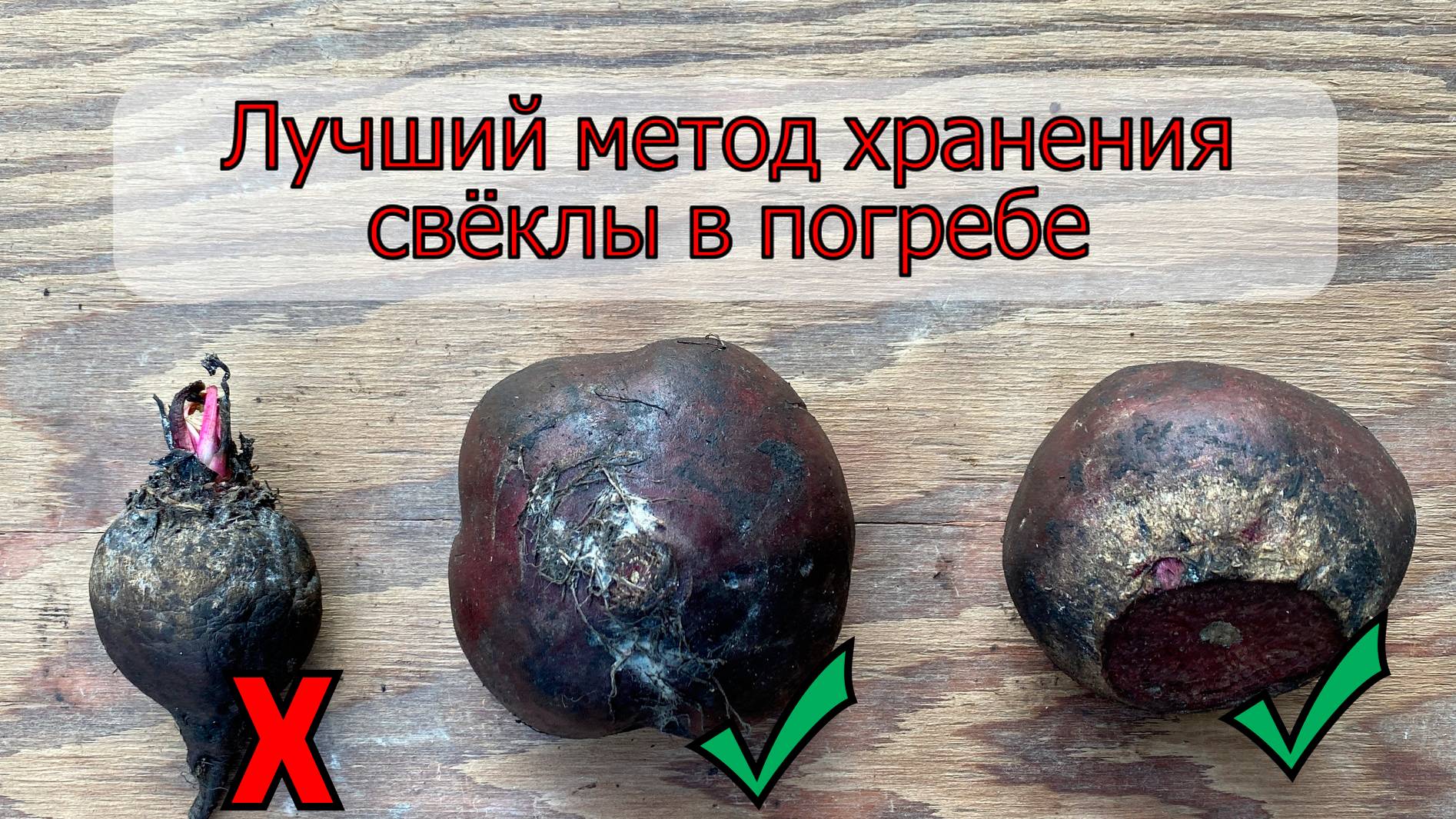 Лучший метод хранения свёклы в погребе(подробная инструкция)