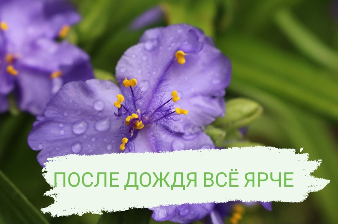 ПОСЛЕ ДОЖДЯ ВСЁ ЯРЧЕ ?