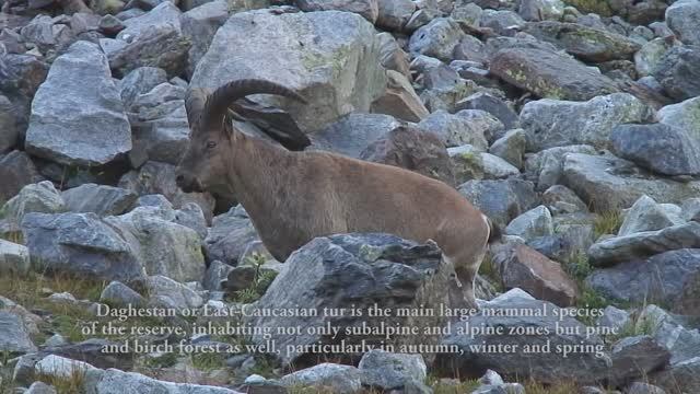 Северо-Осетинский государственный заповедник