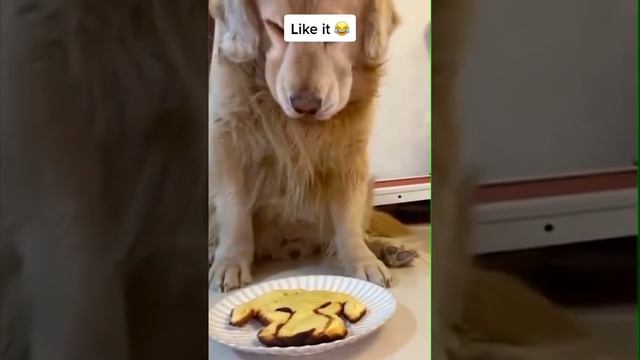 Фейлы с веселыми котами, прикольные собаки