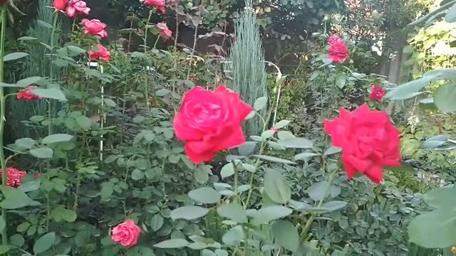 Уход за розами в сентябре