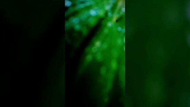 После дождя