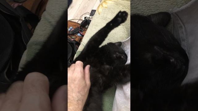 #Мы в #ответе #за #тех кого #приучили #shorts