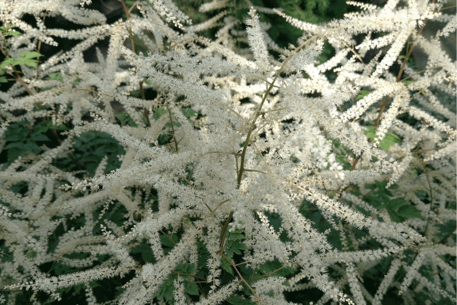 Волжанка, арункус "Туманное кружево" (Aruncus "Misty Lace")