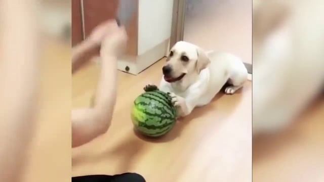 Смешные собаки